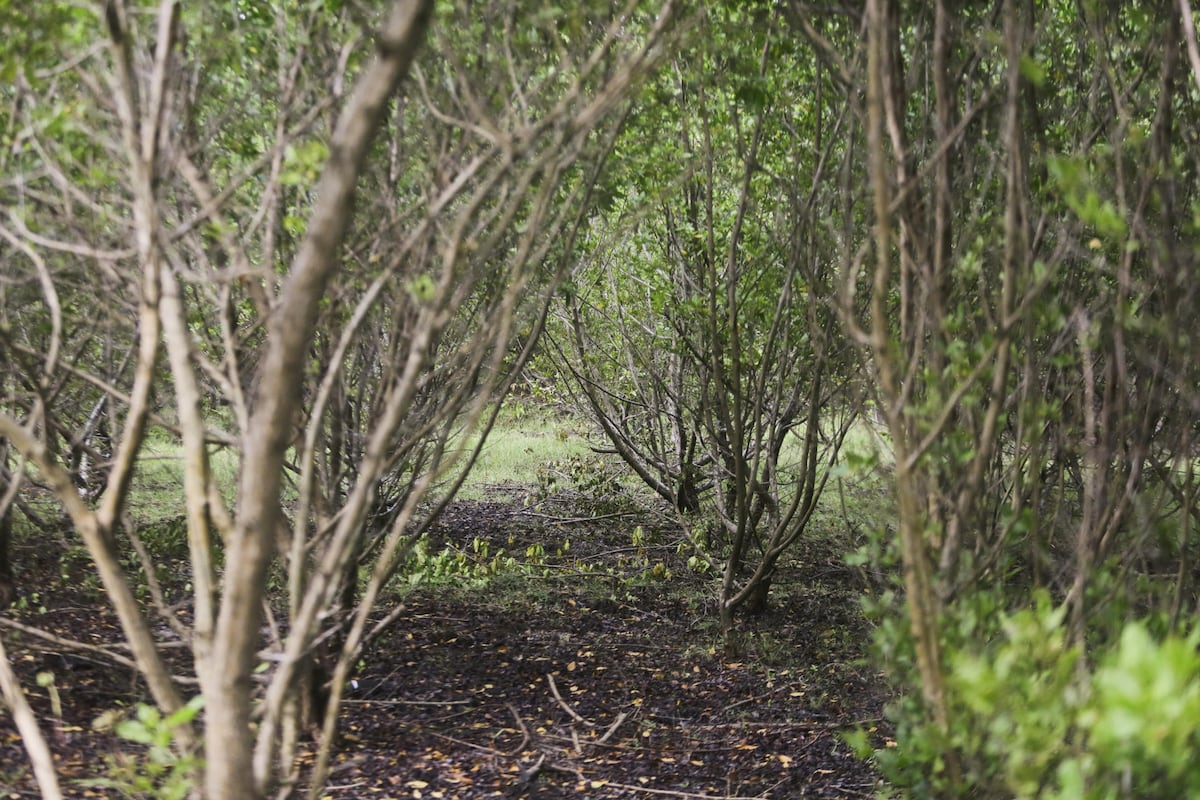 Manglares renacen en Isla Galeta: la naturaleza recupera terreno en Colón